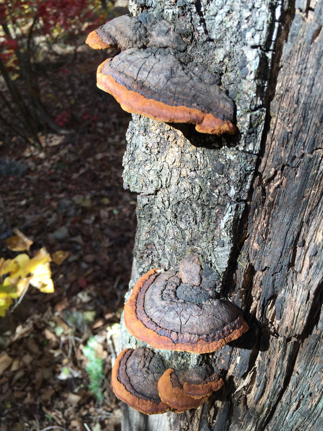 Four Health Benefits of Mesima Mushroom