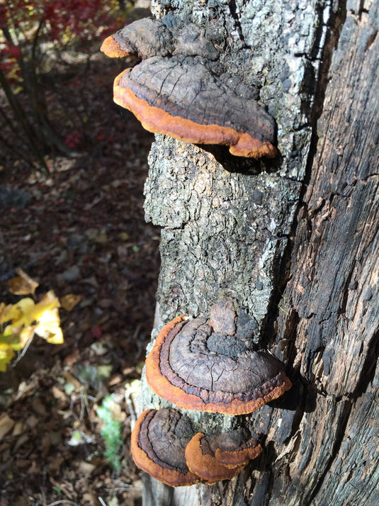 Four Health Benefits of Mesima Mushroom