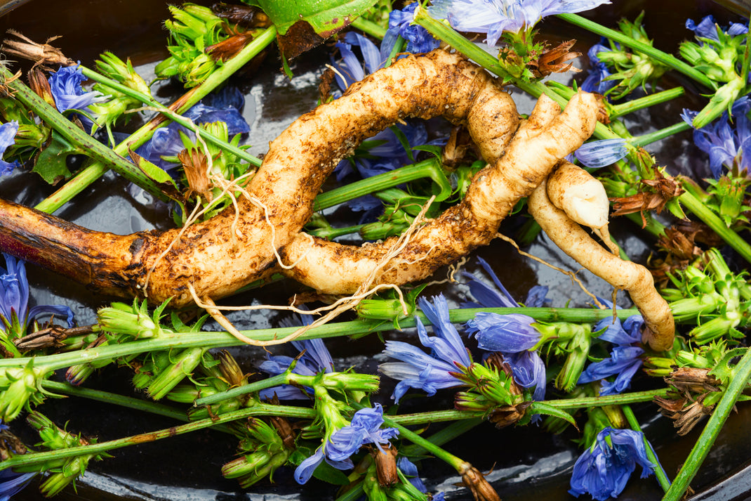 4 Key Health Benefits of Chicory Root