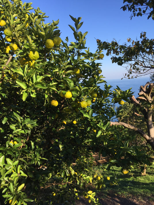 4 Key Health Benefits of Yuzu Peel