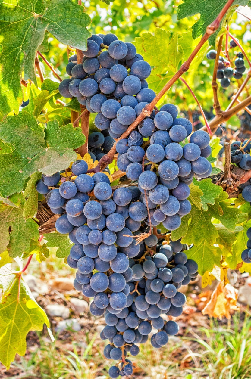 The Health Benefits of Red Wine Grape Skins