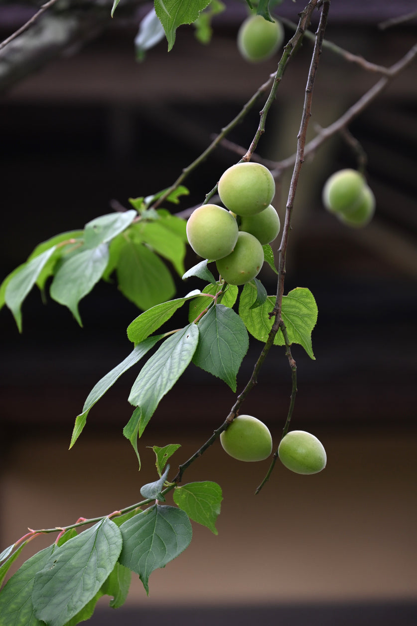 7 Health Benefits of Ume Plum