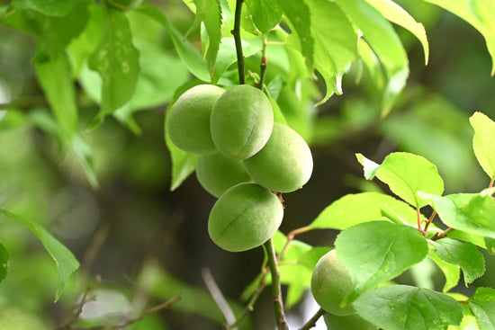 7 Health Benefits of Ume Plum